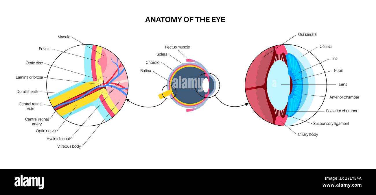 Partes del ojo con ilustración Banque de photographies et d’images à ...