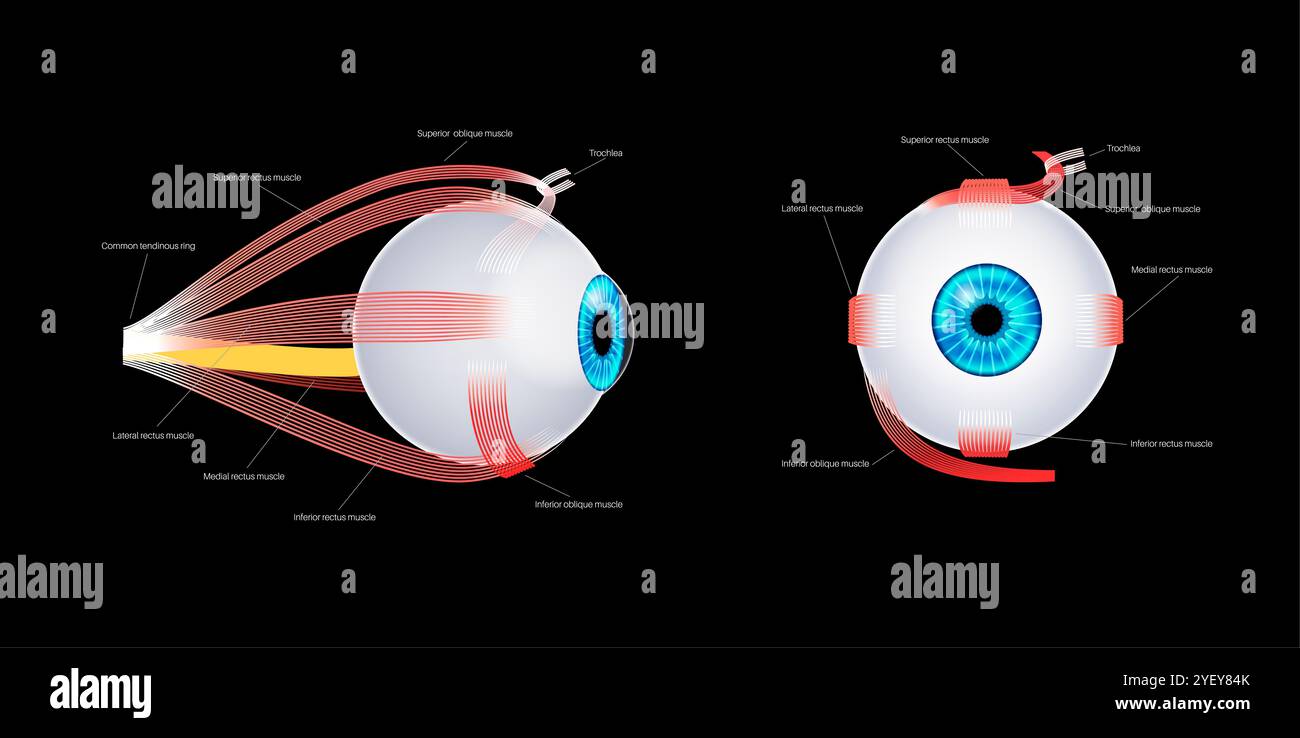 Anatomie des muscles extra oculaires Banque de photographies et d ...