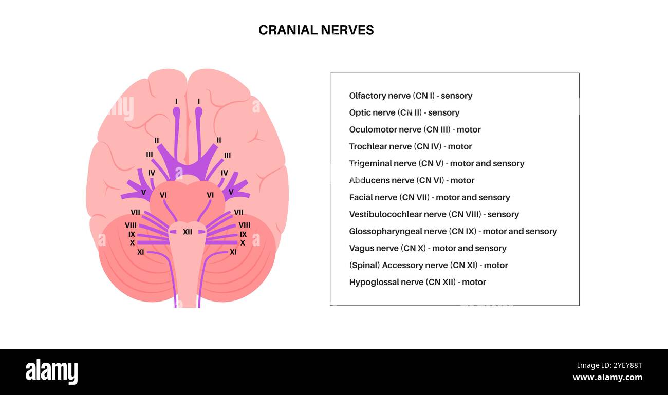 Illustration de l'anatomie des nerfs crâniens. Les nerfs crâniens sont ...