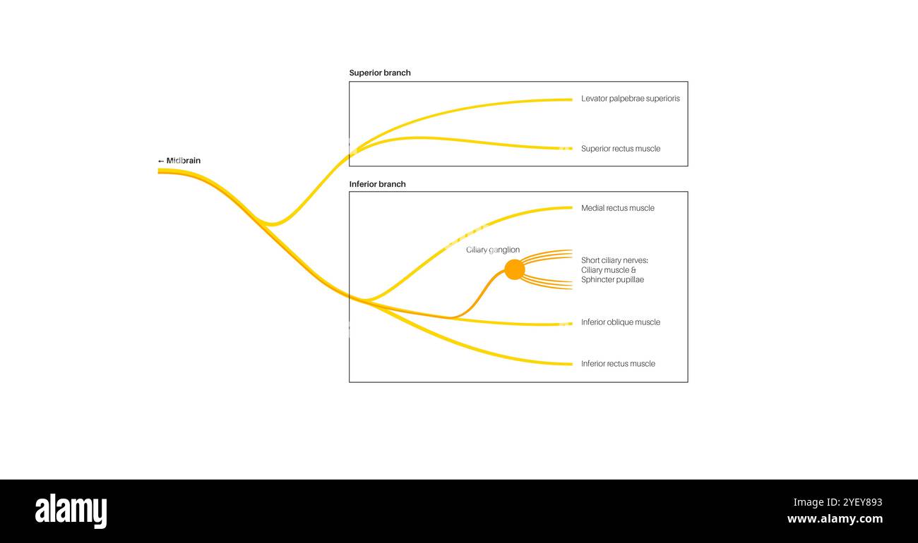 Anatomie du nerf oculomoteur Banque de photographies et d’images à ...