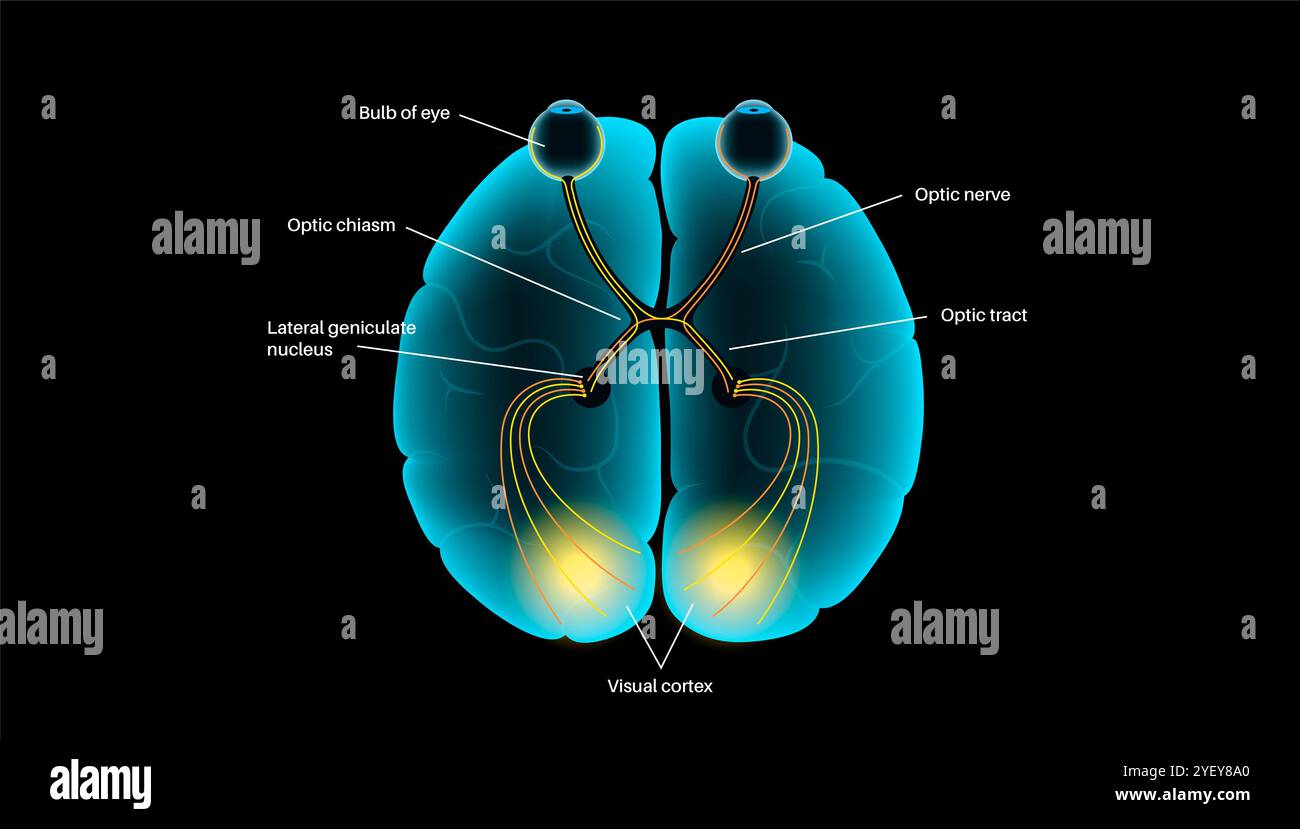Illustration de l'anatomie du nerf optique. Les nerfs optiques envoient ...