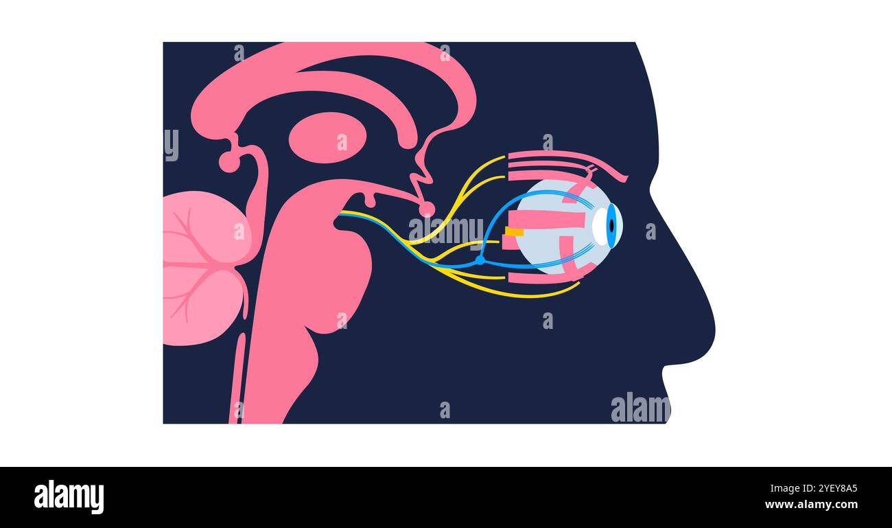 Illustration Des Nerfs Moteurs De Lœil Y Compris Les Nerfs Abducens Trochléaires Et