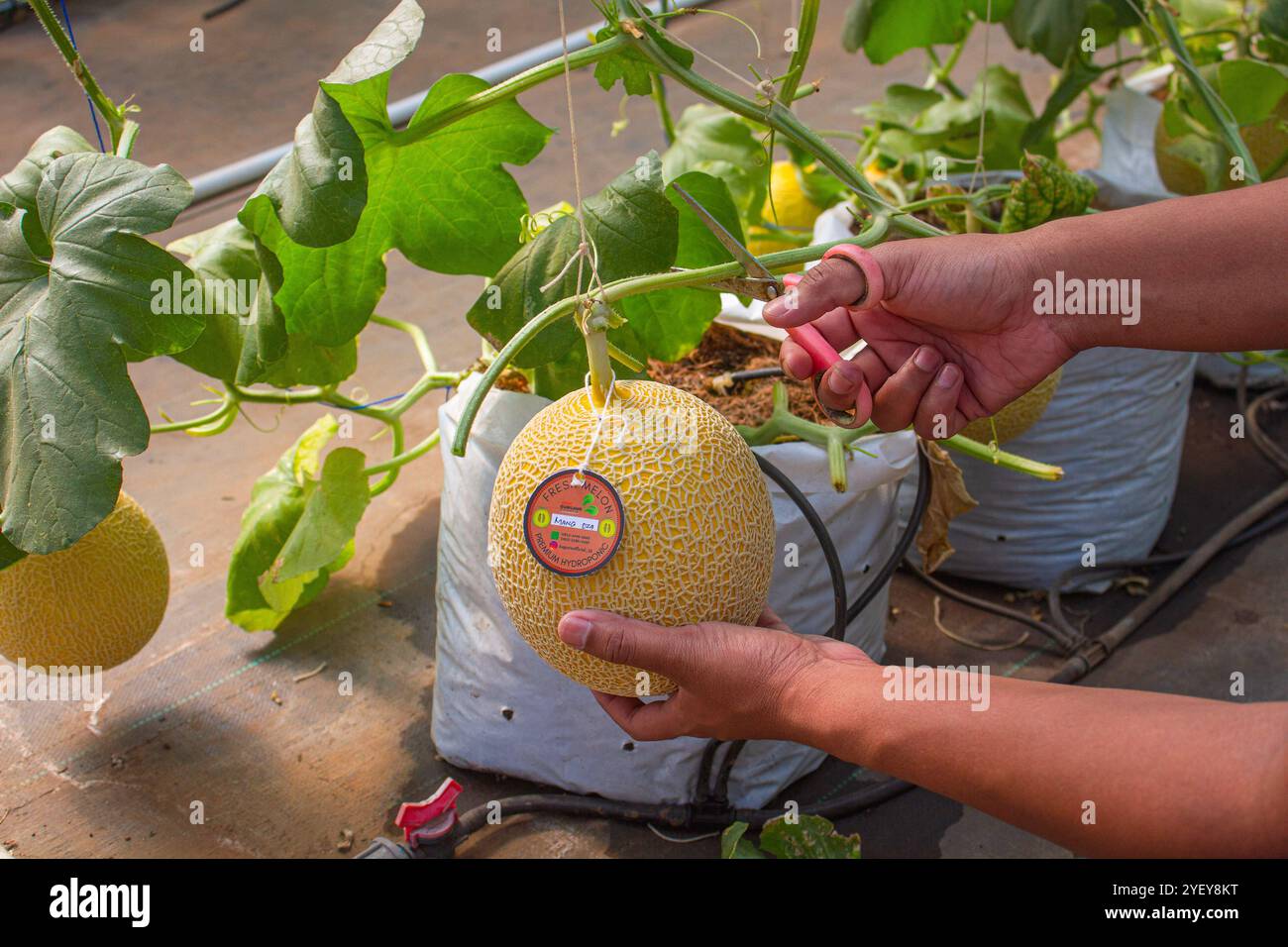 Bandung, Indonésie. 02 novembre 2024. Un ouvrier récolte des fruits de ...