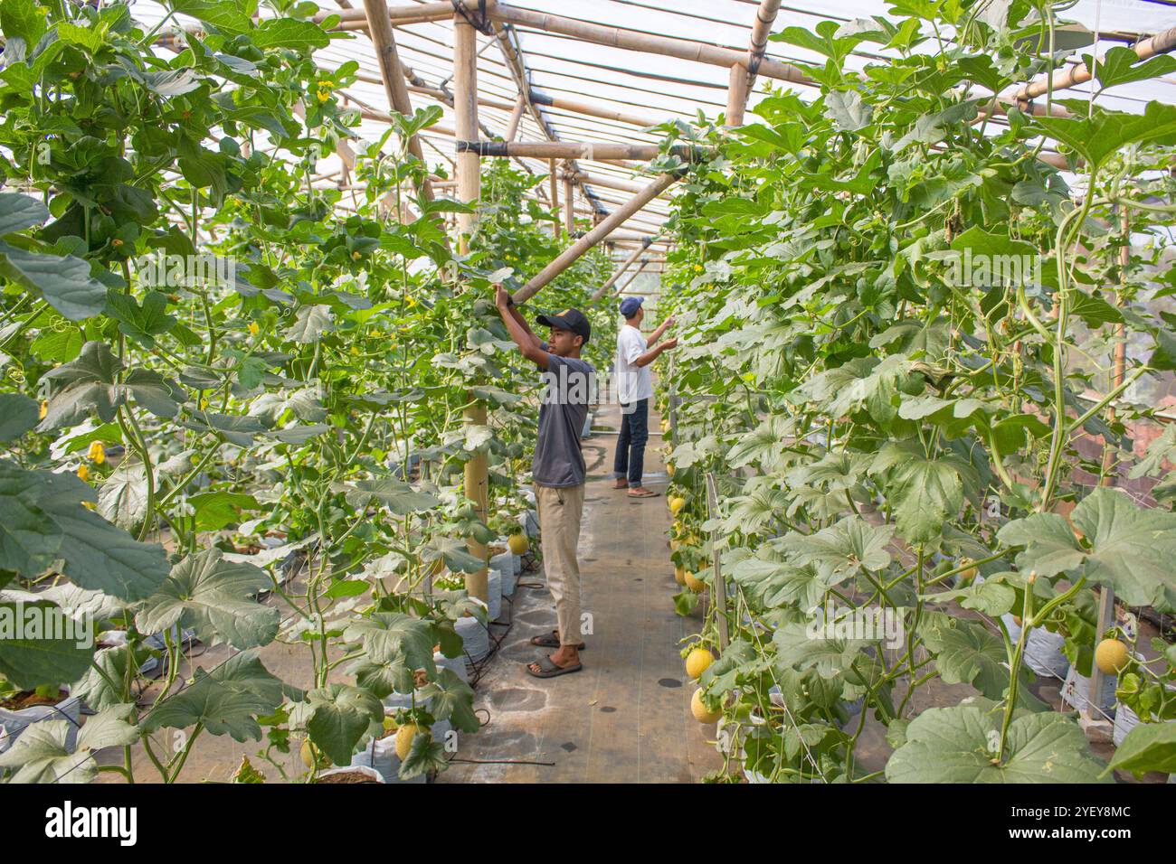 Bandung, Indonésie. 02 novembre 2024. Un ouvrier s'occupe des fruits de ...
