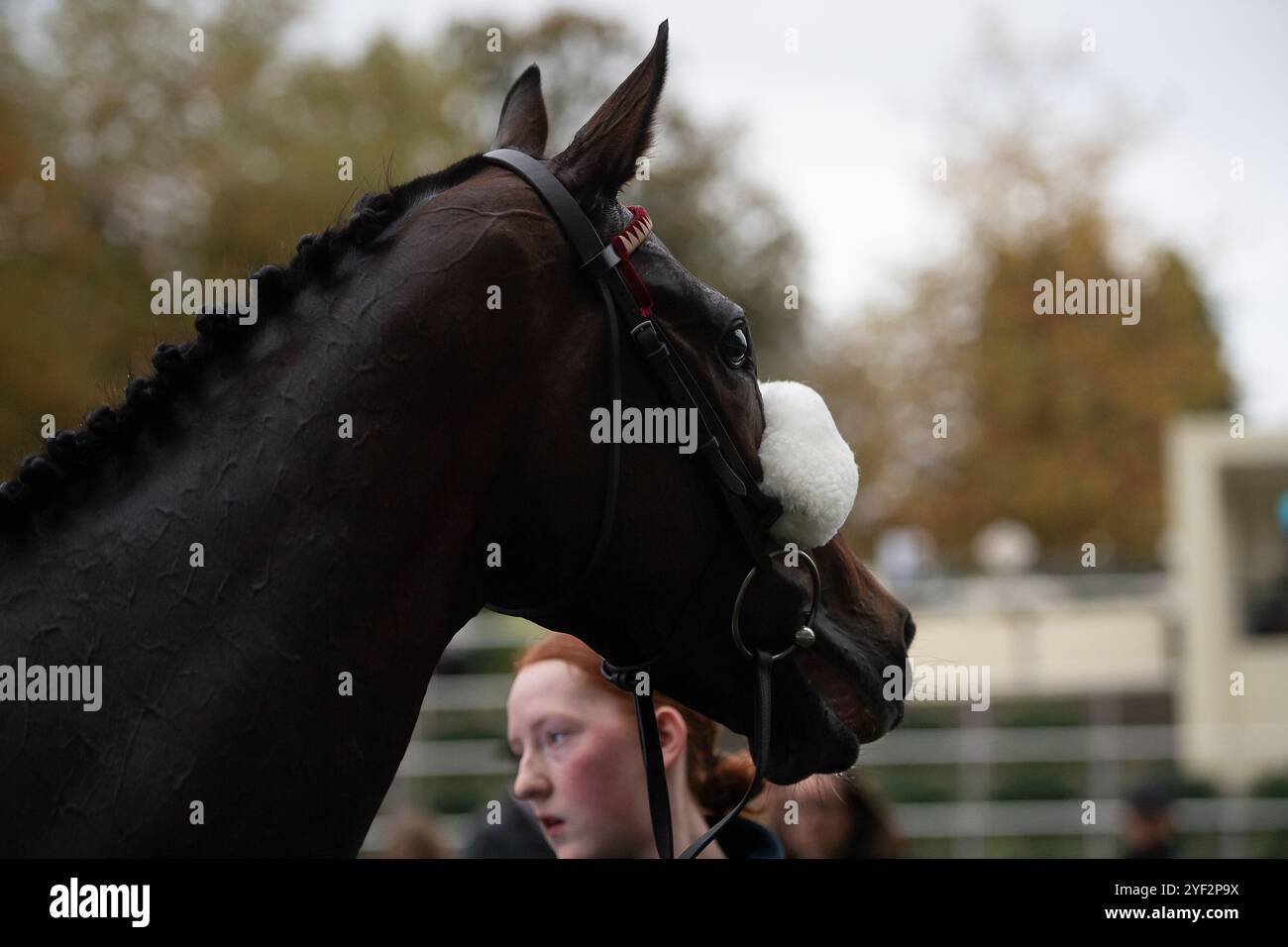 Ascot, Berkshire, Royaume-Uni. 2 novembre 2024. CHIANTI CLASSICO piloté ...