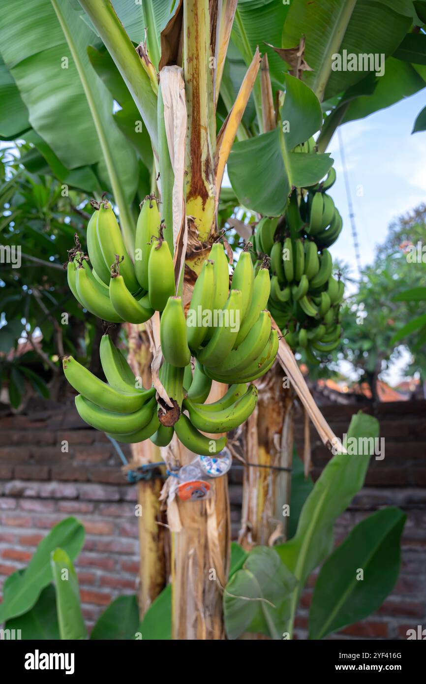 Cavendish Bananas, groupe de cultivars de bananes AAA (cultivars ...