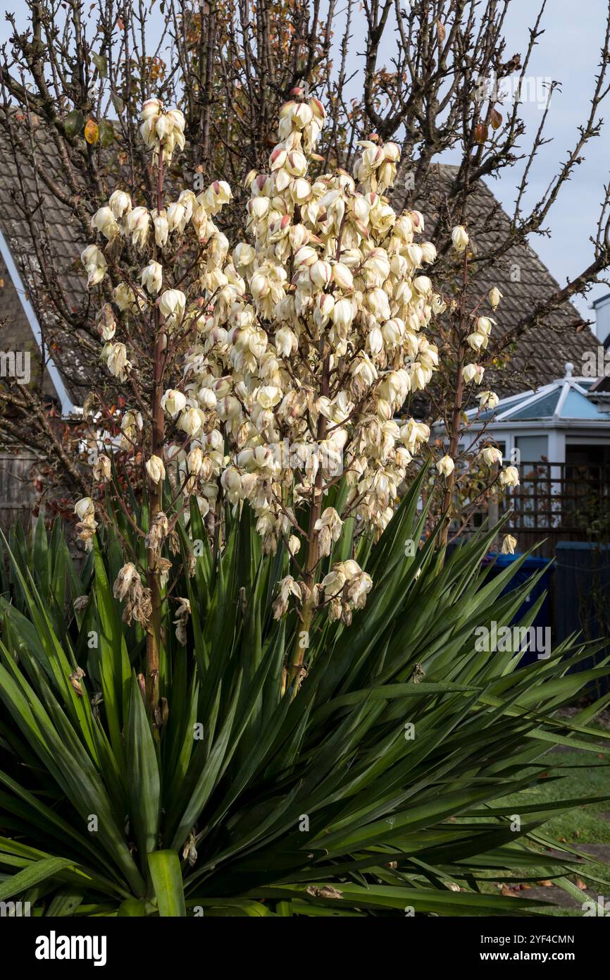 Jardin de fleurs de yucca Banque de photographies et d’images à haute ...