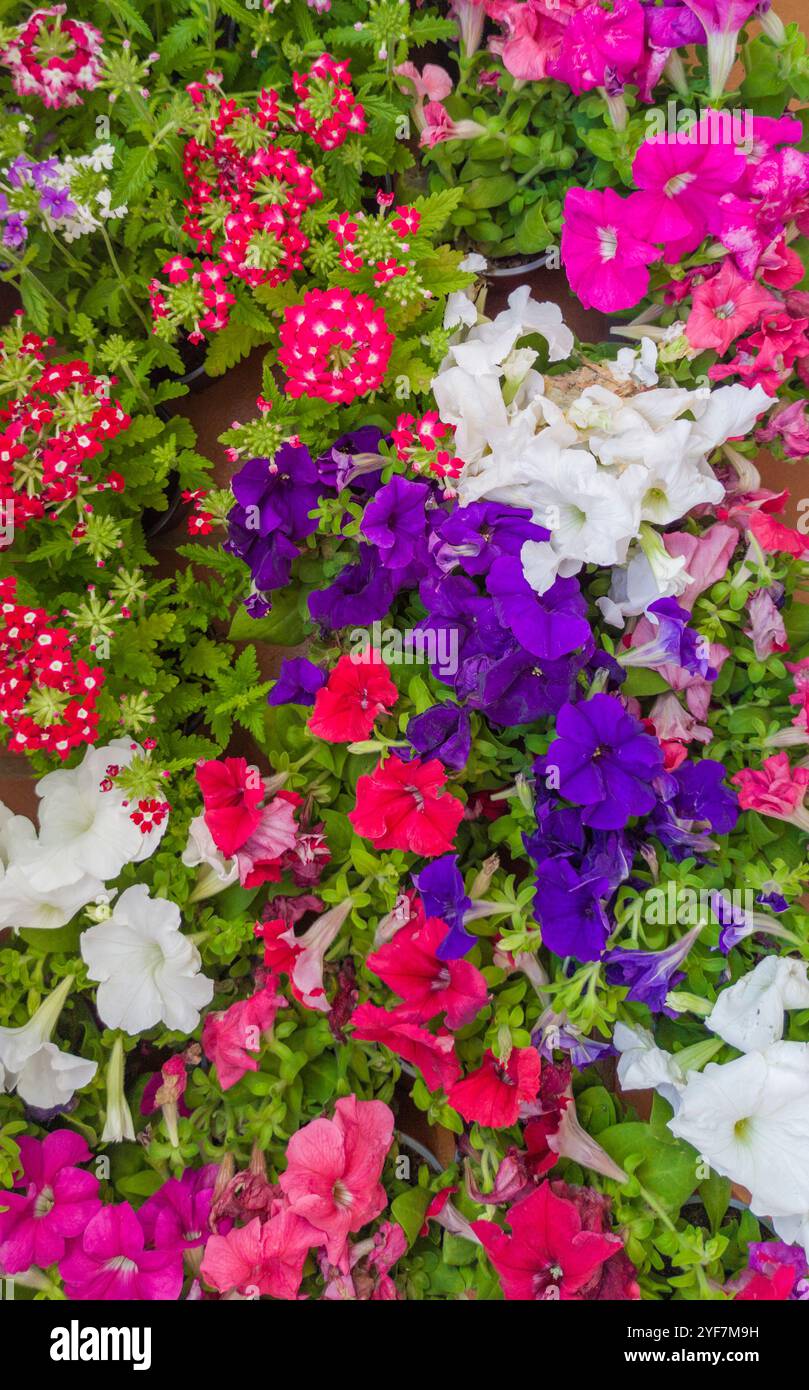 Plateau en plastique rempli de plants de pétunia prêts à être plantés ...