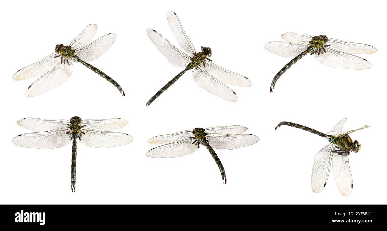 Insecte volant vol aile transparent Banque de photographies et d’images ...