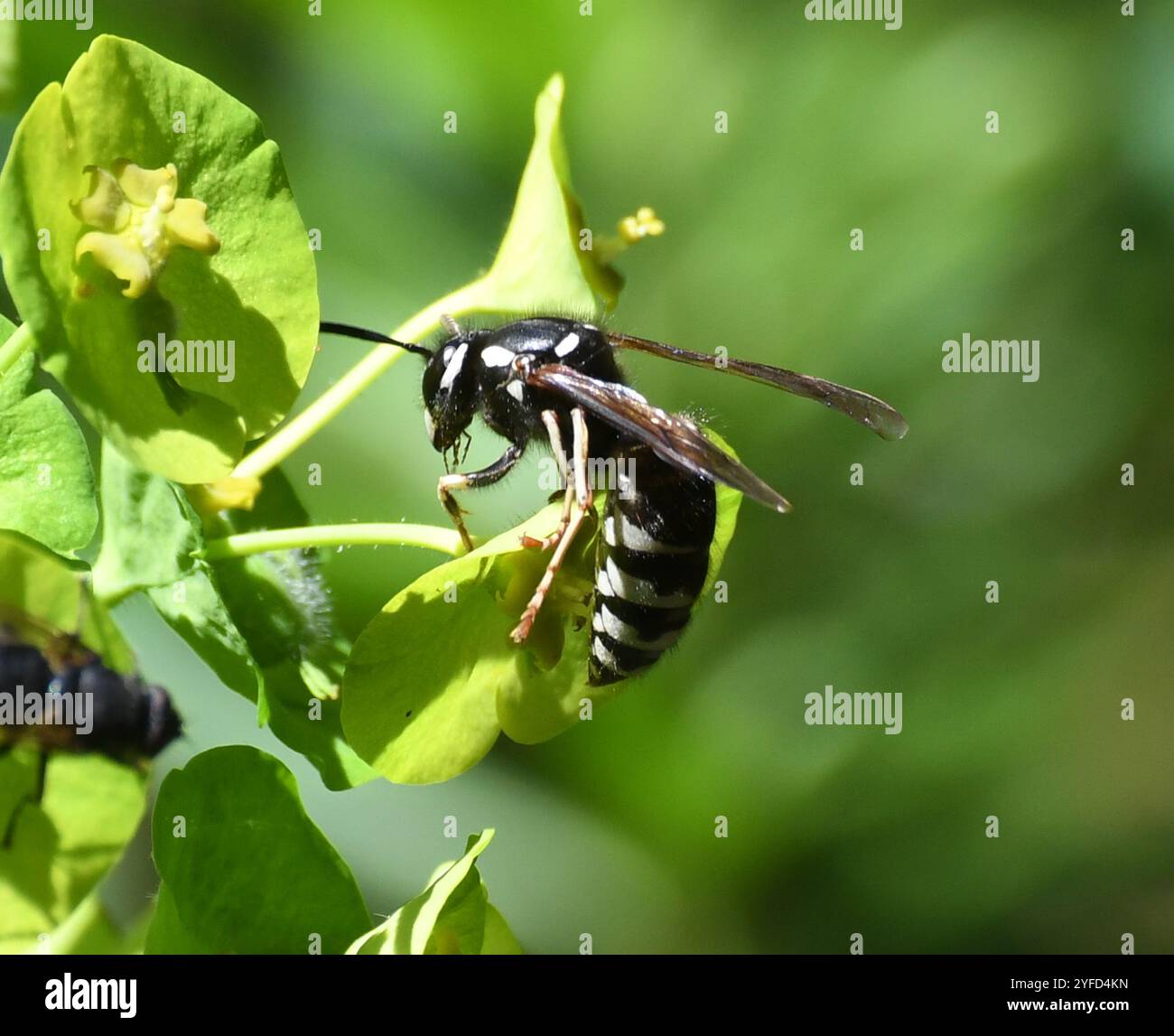 Vespula consobrina Banque de photographies et d’images à haute ...