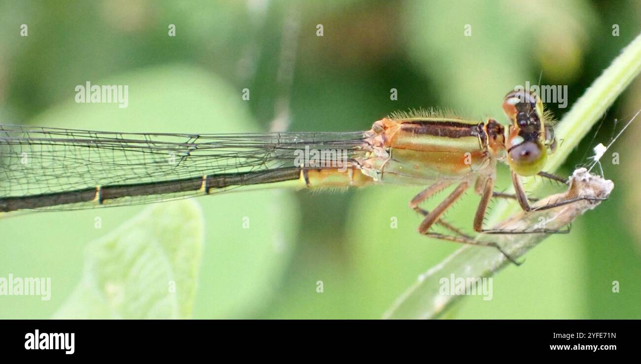 Ramburii ramburii Banque de photographies et d’images à haute ...
