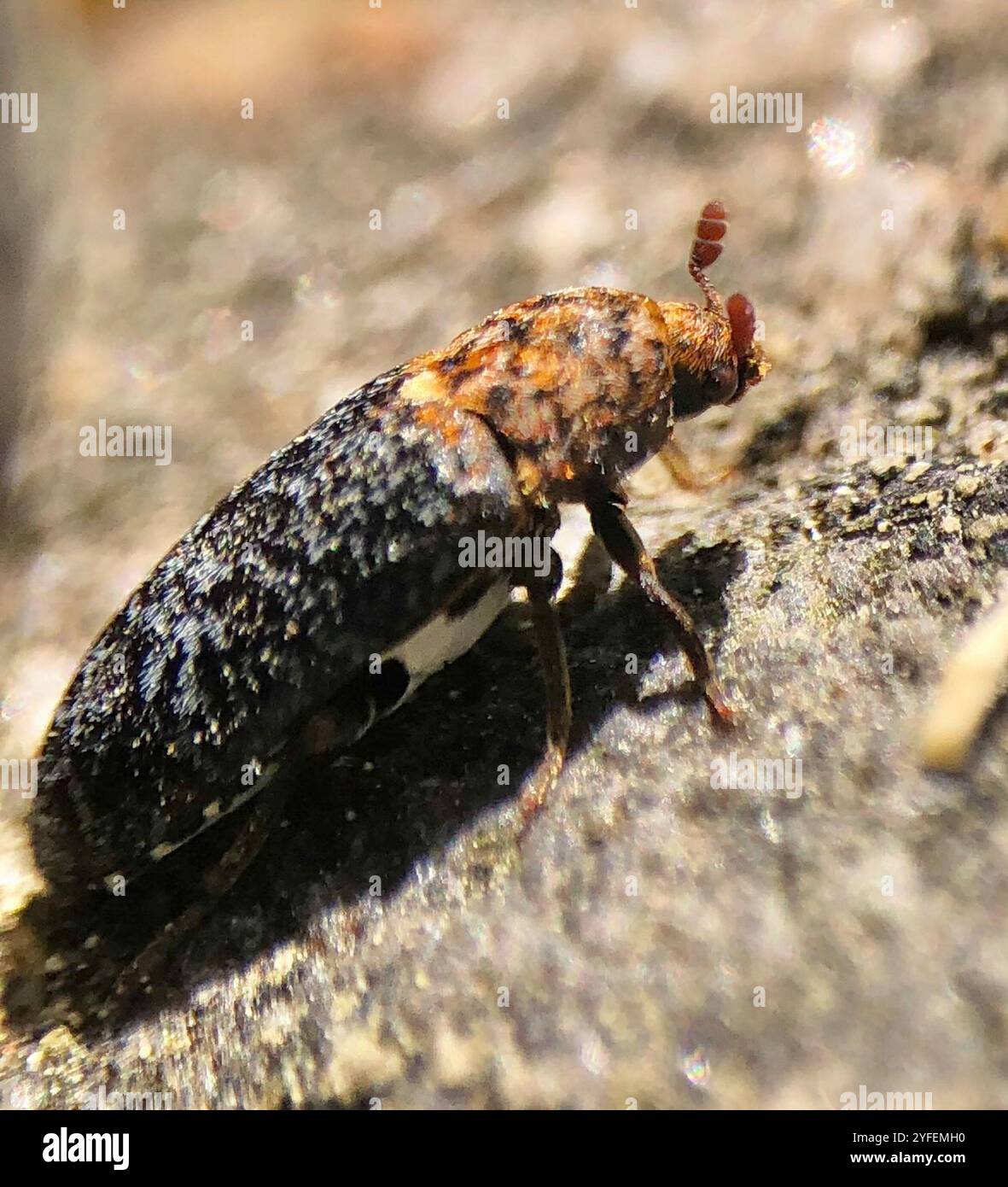 Dermestes undulatus Banque de photographies et d’images à haute ...