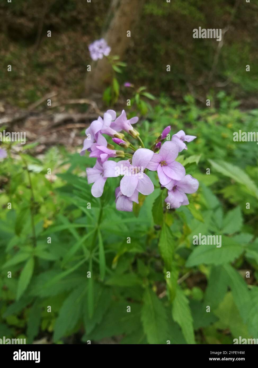 Coralroot cardamine bulbifera Banque de photographies et d’images à ...