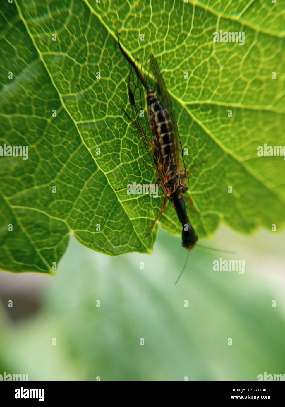 Raphidia ophiopsis Banque de photographies et d’images à haute ...