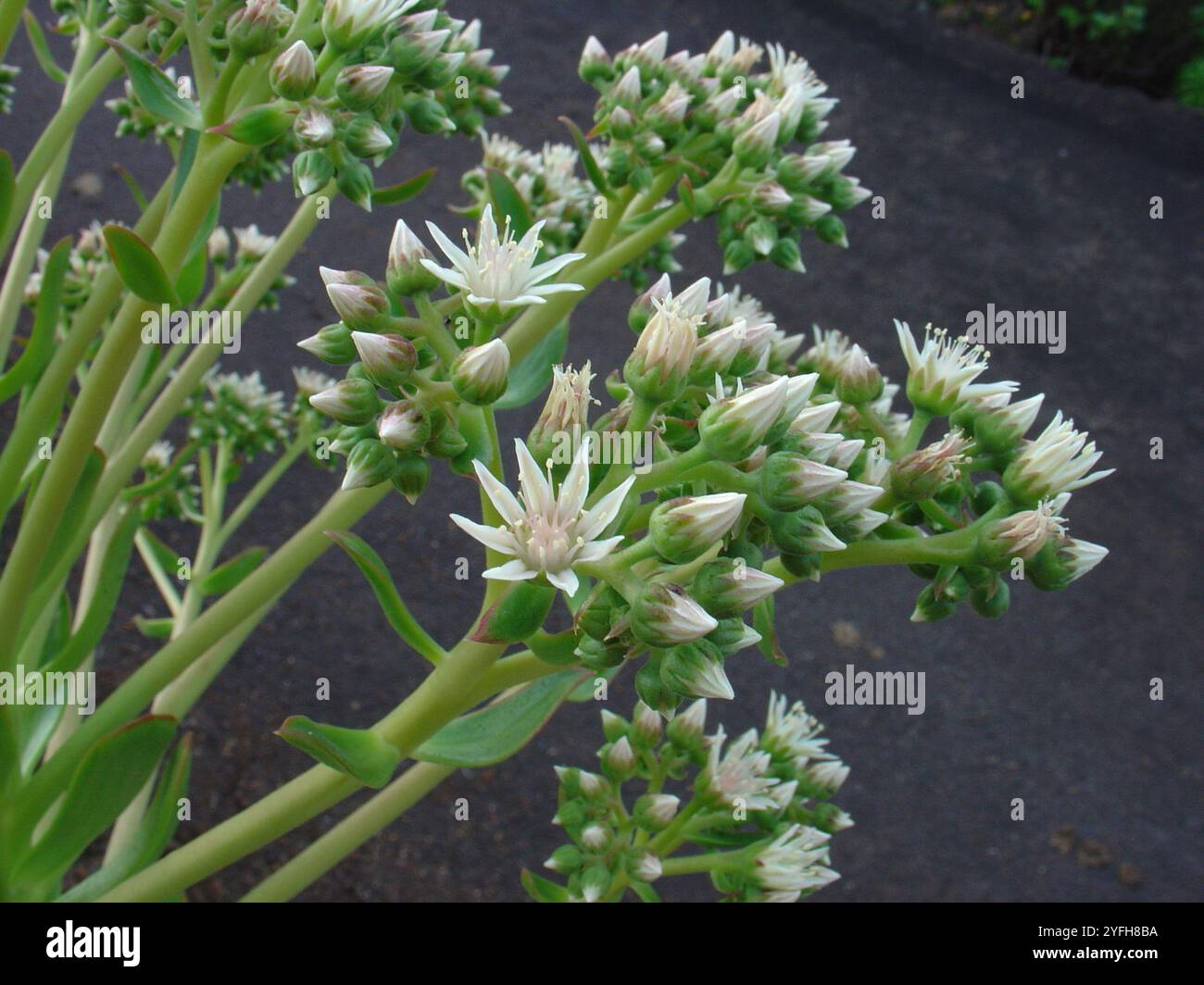 Aeonium urbicum Banque de photographies et d’images à haute résolution ...