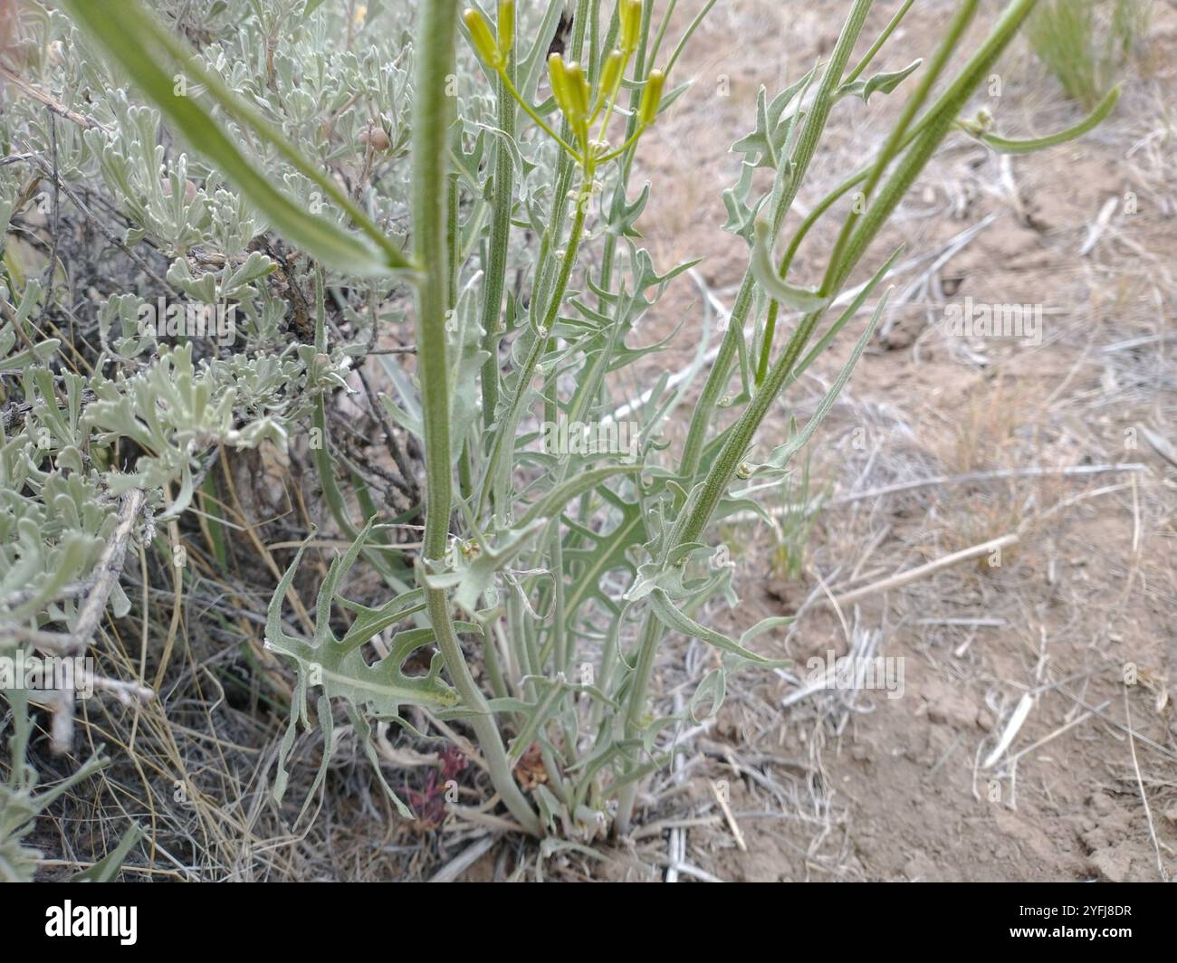 Crepis acuminata Banque de photographies et d’images à haute résolution ...