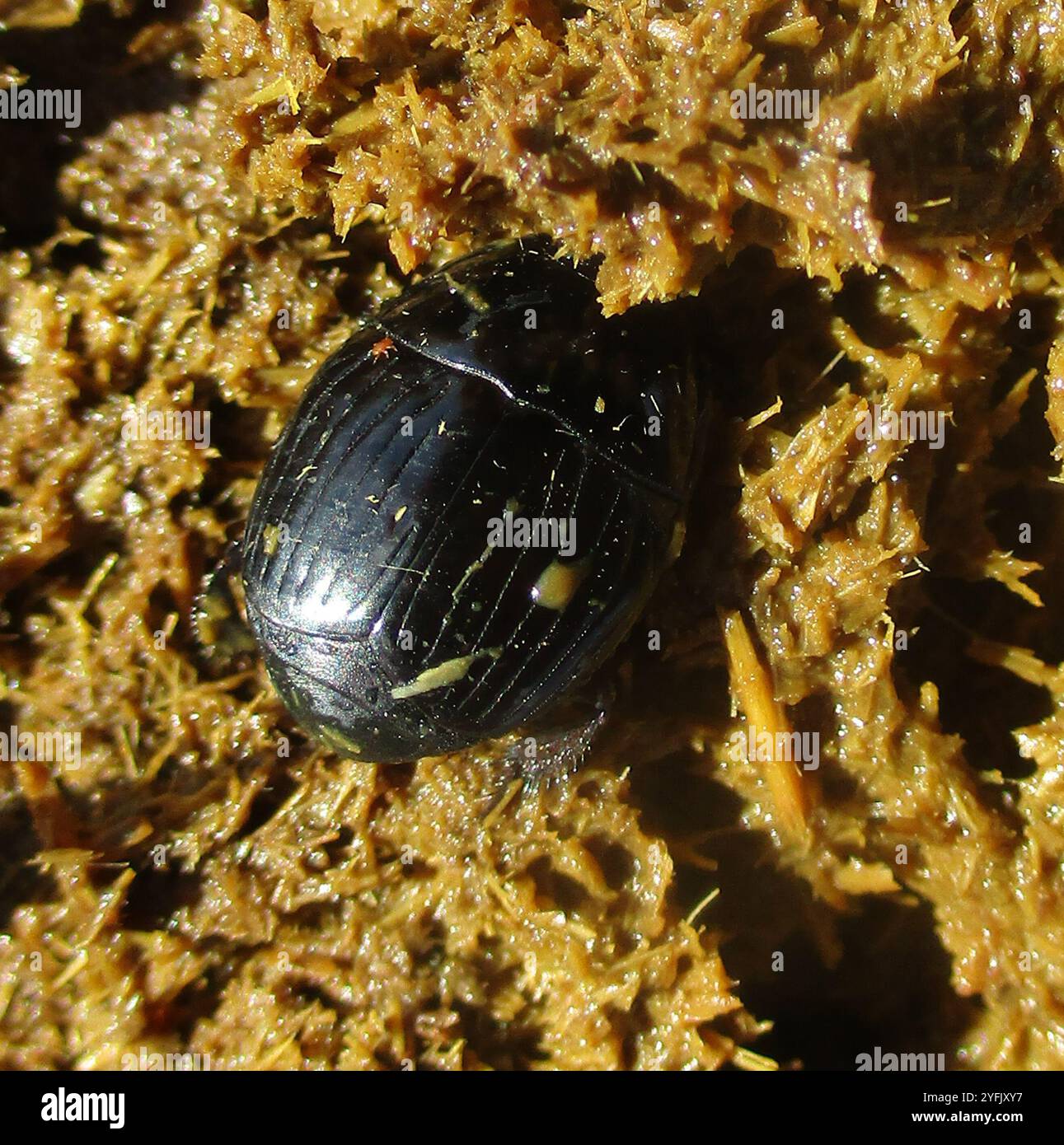 Hister beetles Banque de photographies et d’images à haute résolution - Alamy