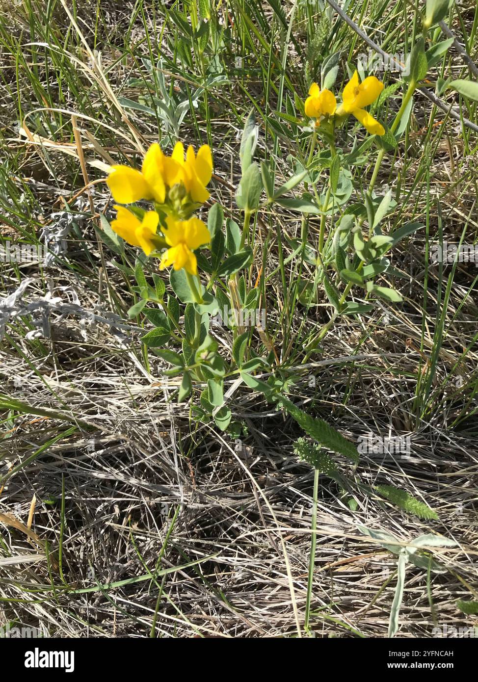 Thermopsis rhombifolia Banque de photographies et d’images à haute ...