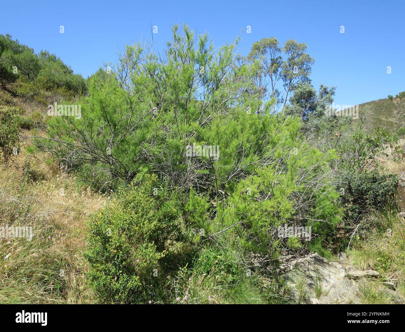 Tamarisk tamarix africana Banque de photographies et d’images à haute ...