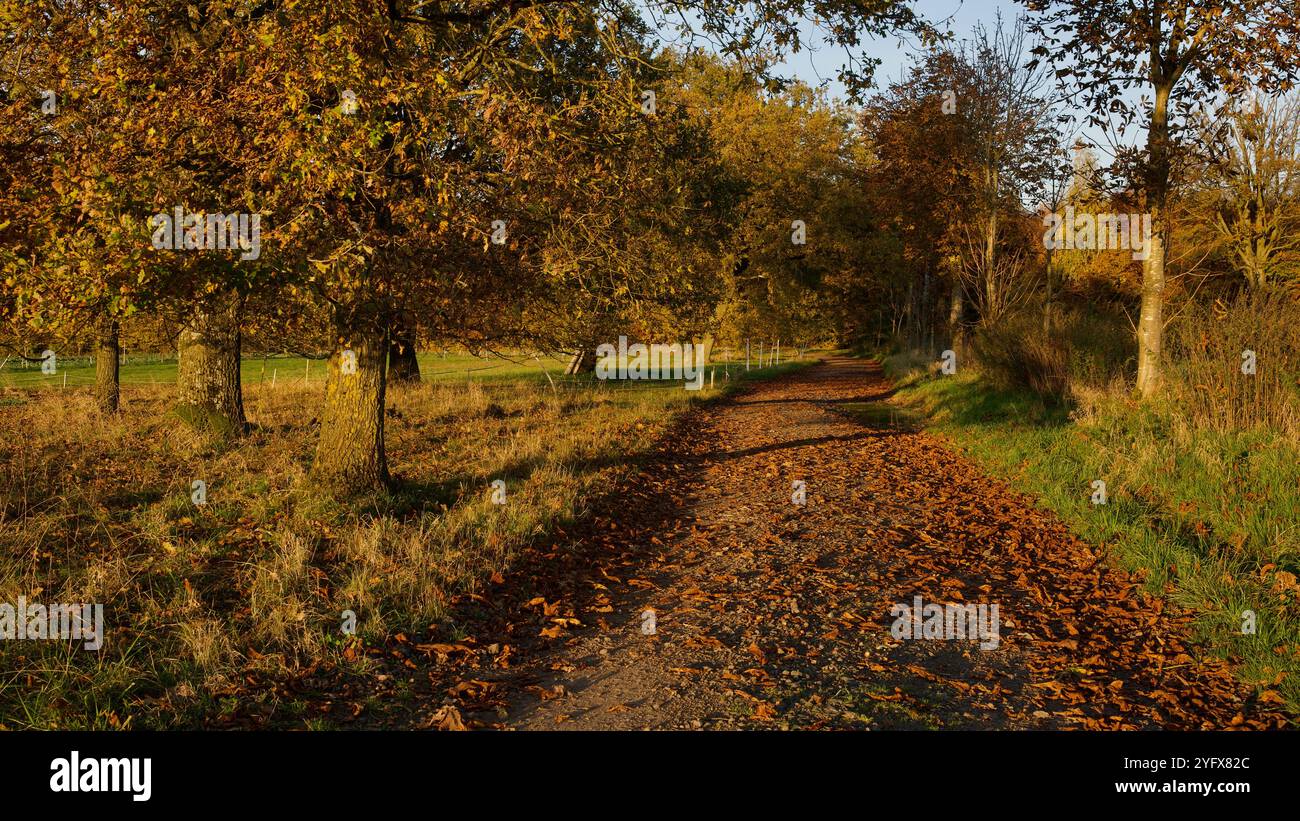 Chemin ensoleillé recouvert de feuilles Banque de photographies et d ...