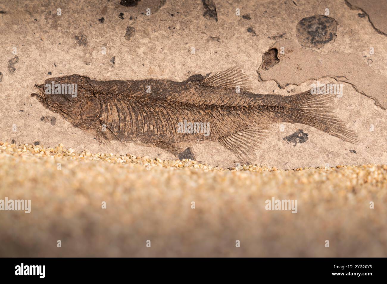 Fossile éteint de poisson à nageoires rayonnées (Thaumaturus ...