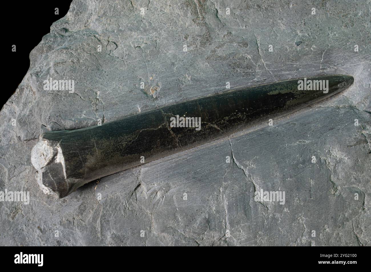 Fossile de rostrum de mollusque de Belemnite. Les Belemnites étaient ...