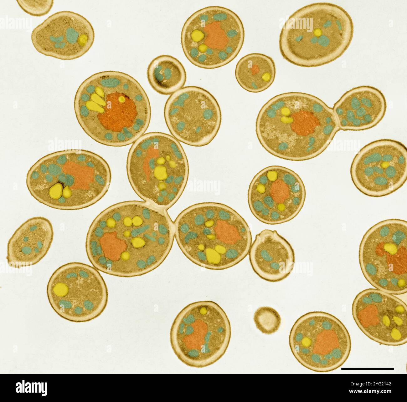 Cellules de levure. Micrographie électronique à transmission colorée ...