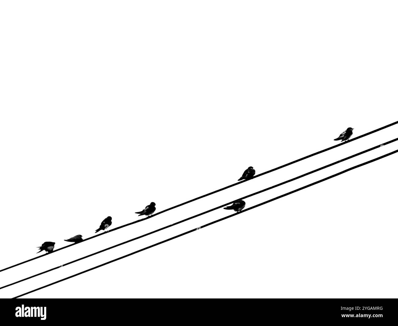 Hirondelles rustique Banque d'images noir et blanc - Alamy