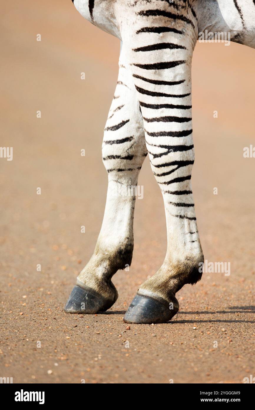Zebra legs Banque de photographies et d’images à haute résolution - Alamy