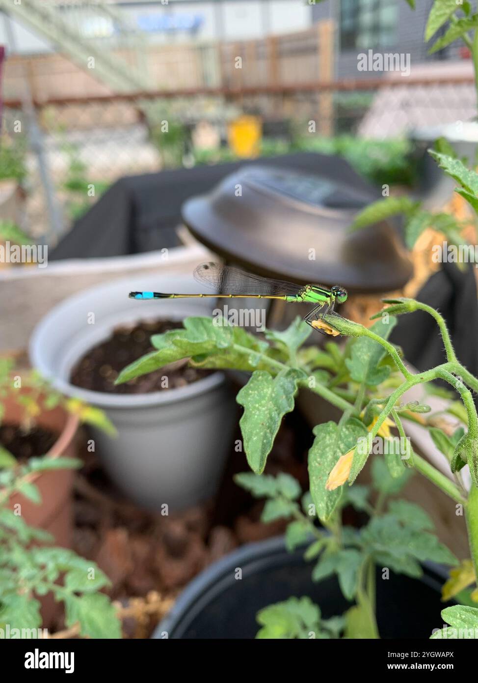 Ramburii ramburii Banque de photographies et d’images à haute ...