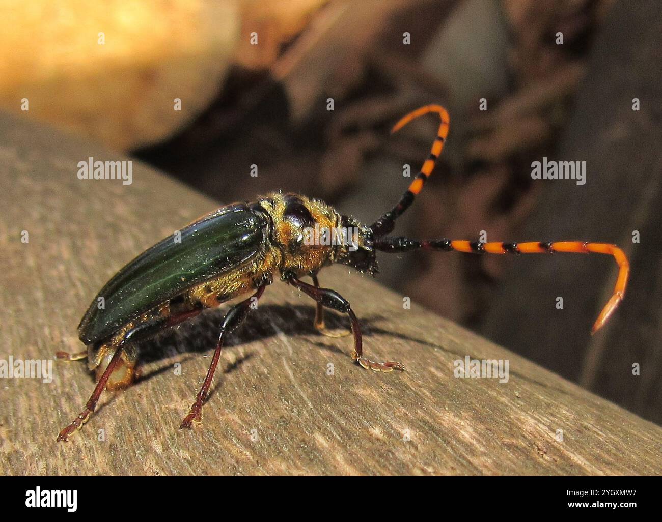 Retrachydes thoracicus Banque de photographies et d’images à haute ...