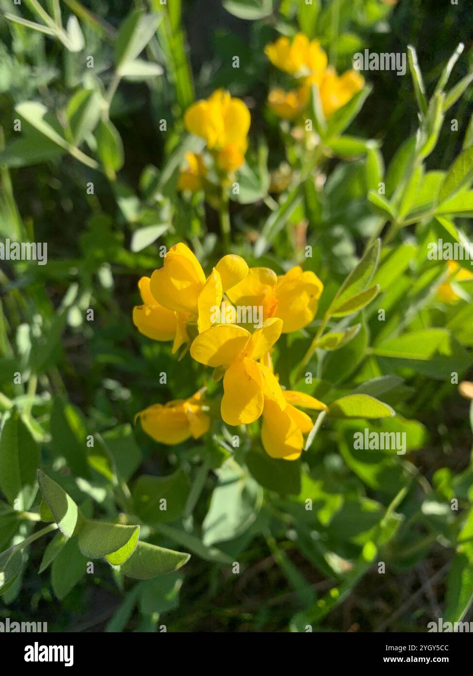 Thermopsis rhombifolia Banque de photographies et d’images à haute ...