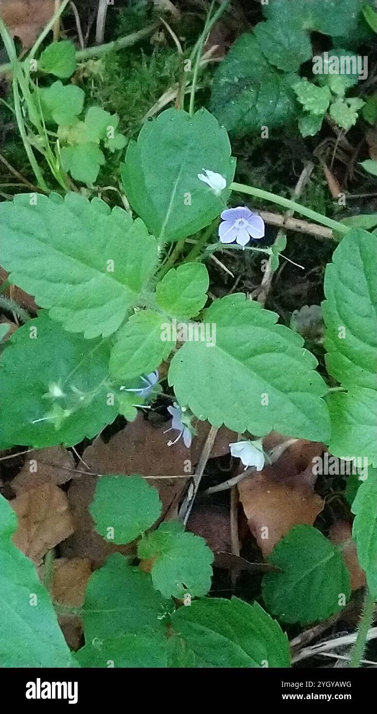 Bois speedwell Banque de photographies et d’images à haute résolution ...