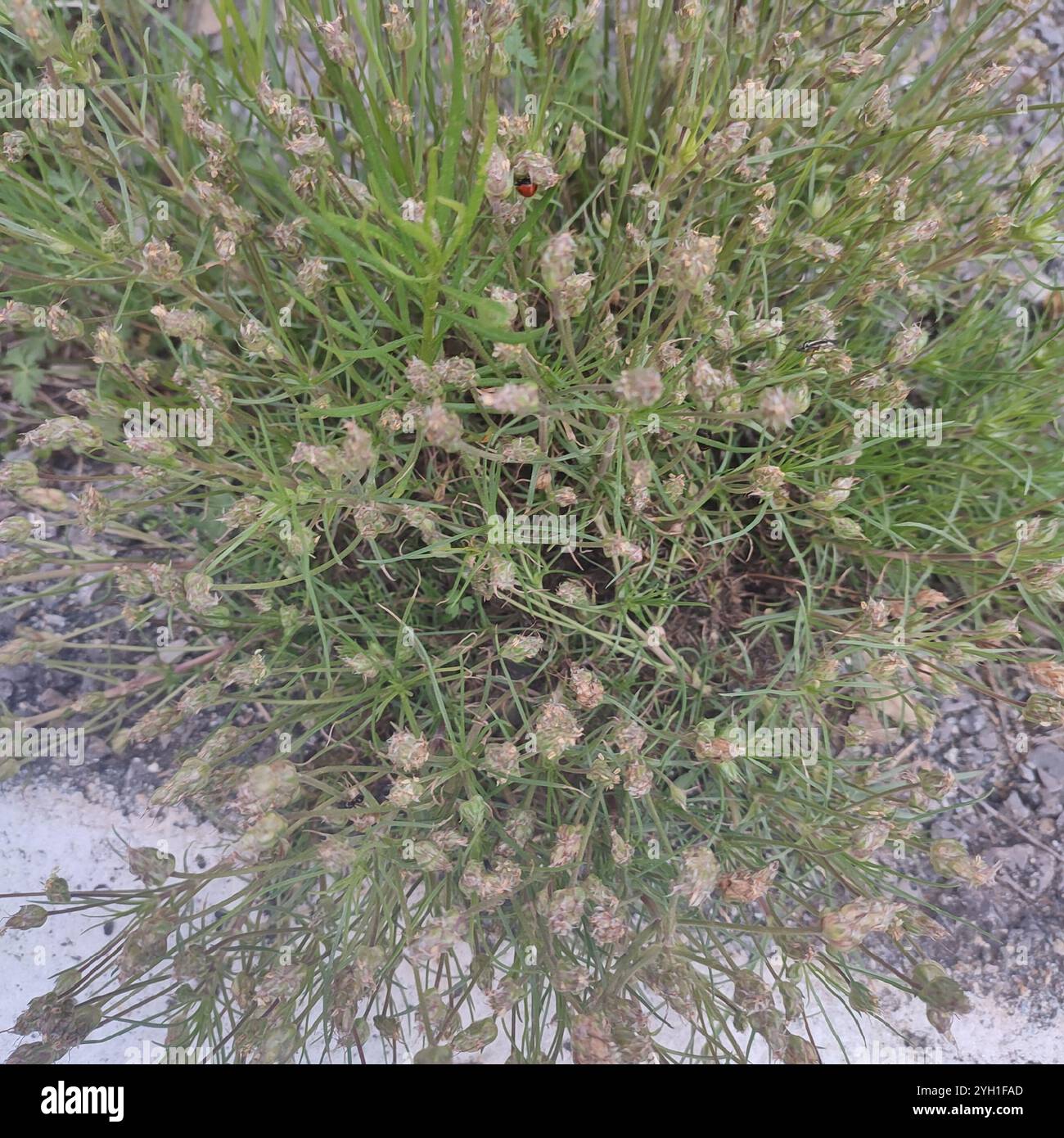 Plantago sempervirens Banque de photographies et d’images à haute ...