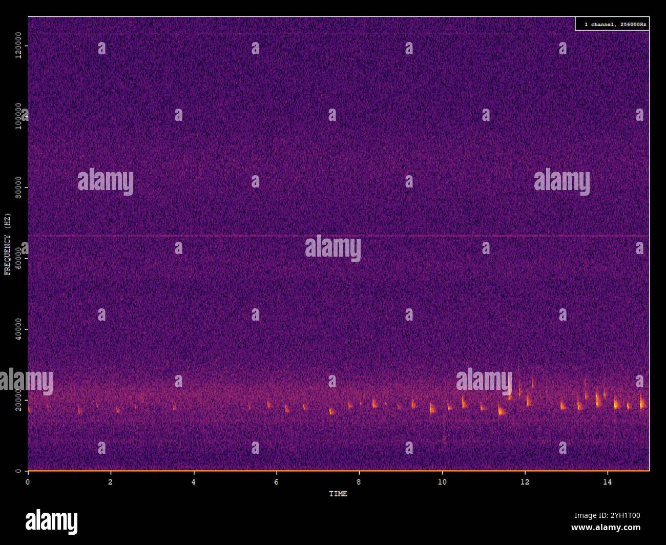 Common noctule nyctalus noctula Banque de photographies et d’images à ...