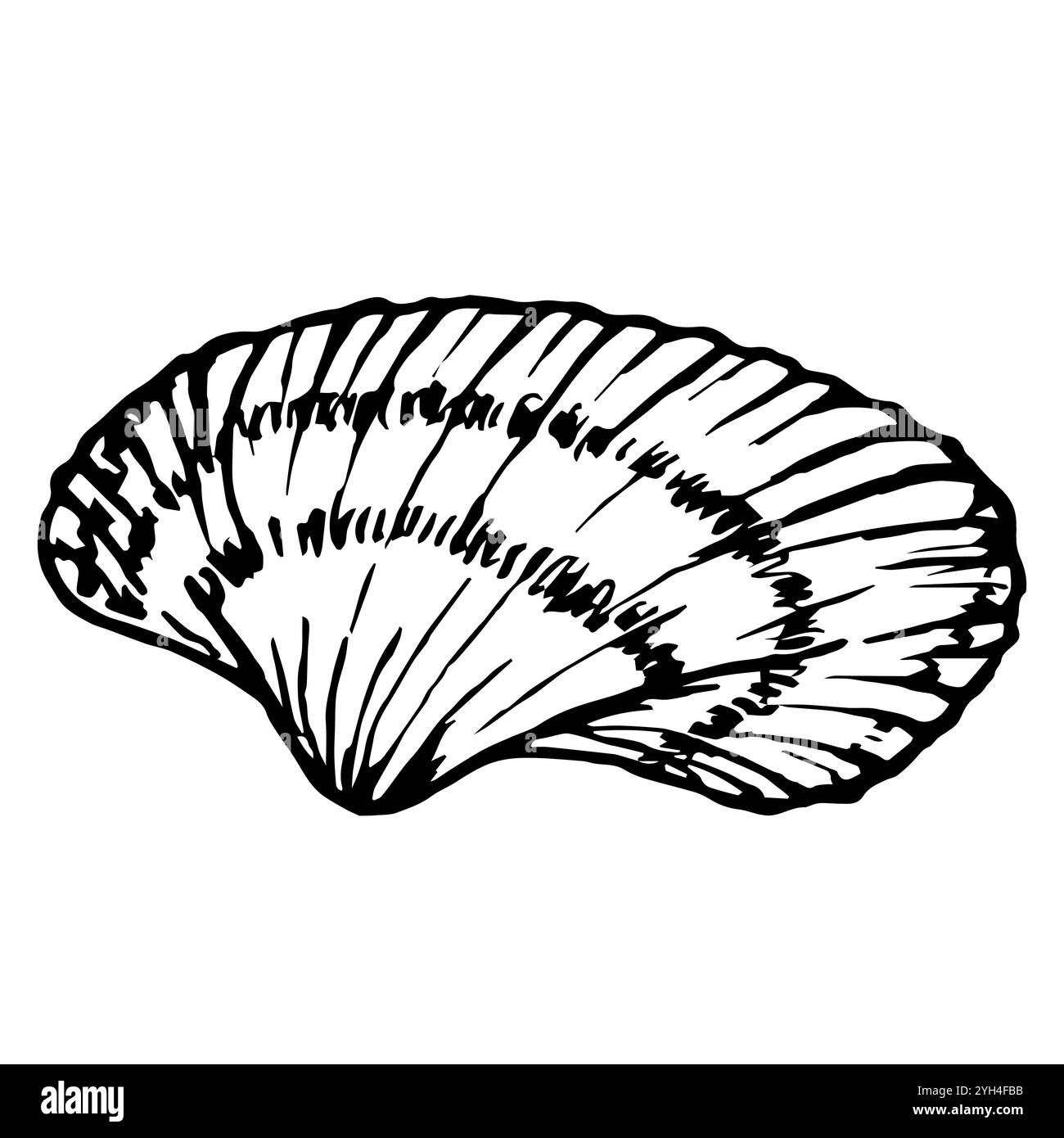 Croquis de coquillage. Coquilles sous-marines illustration vectorielle ...