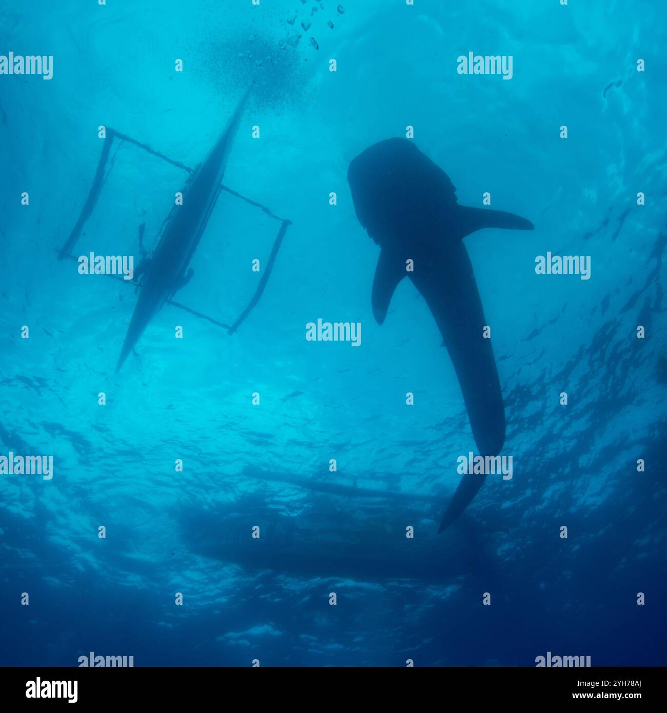 Requin baleine philippines Banque de photographies et d’images à haute résolution - Alamy