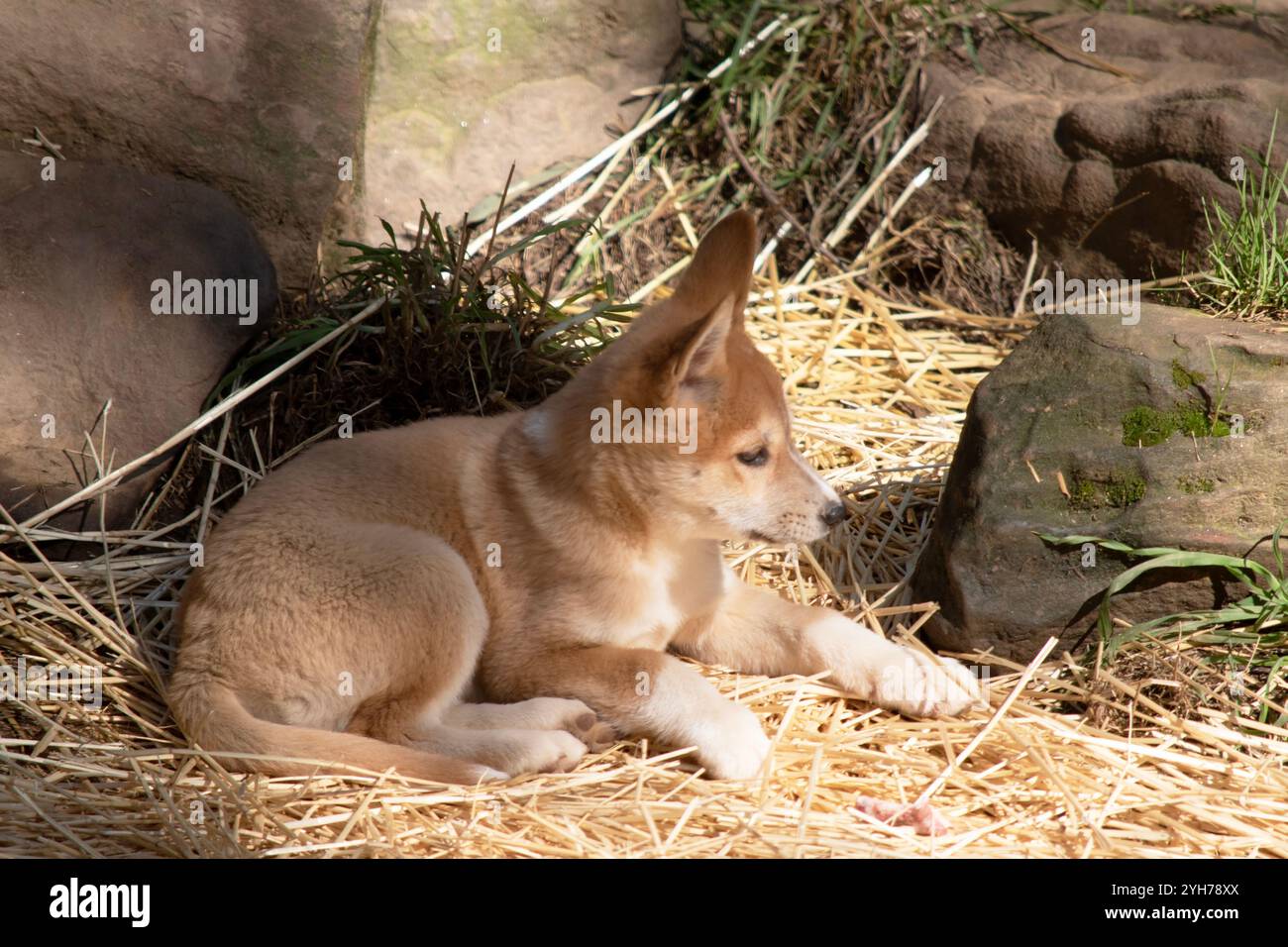 Les dingos sont un loup ressemblant à un chien. Les dingos ont un long ...