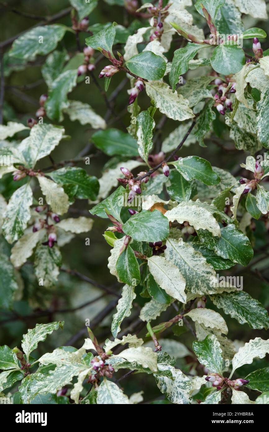Fleurs de pittosporum tenuifolium Banque de photographies et d’images à ...