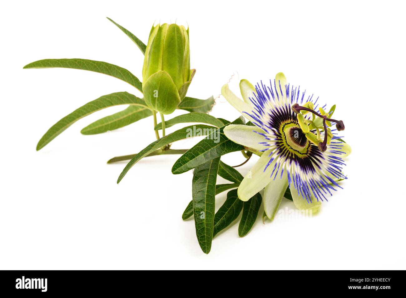 Fleur de passiflora caerulea Banque d'images détourées - Alamy