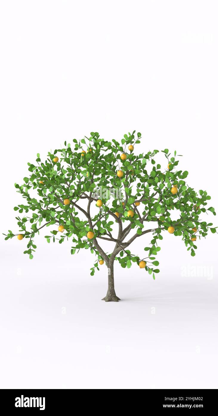 Citron tree italy Banque d'images détourées - Alamy