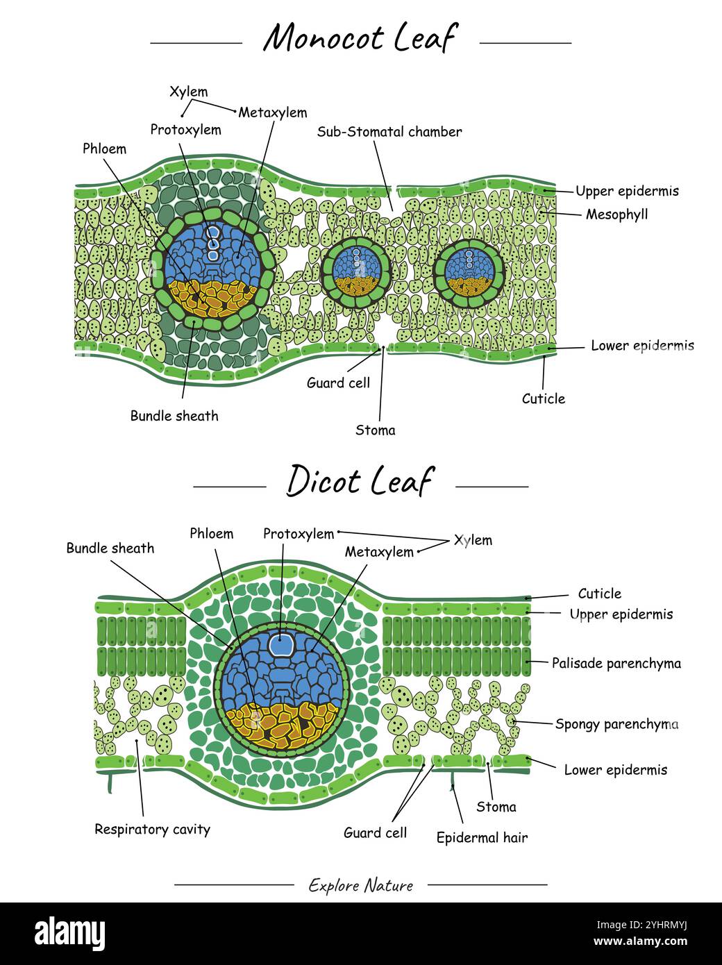 Structure de la feuille de monocotylédone et de la feuille de ...