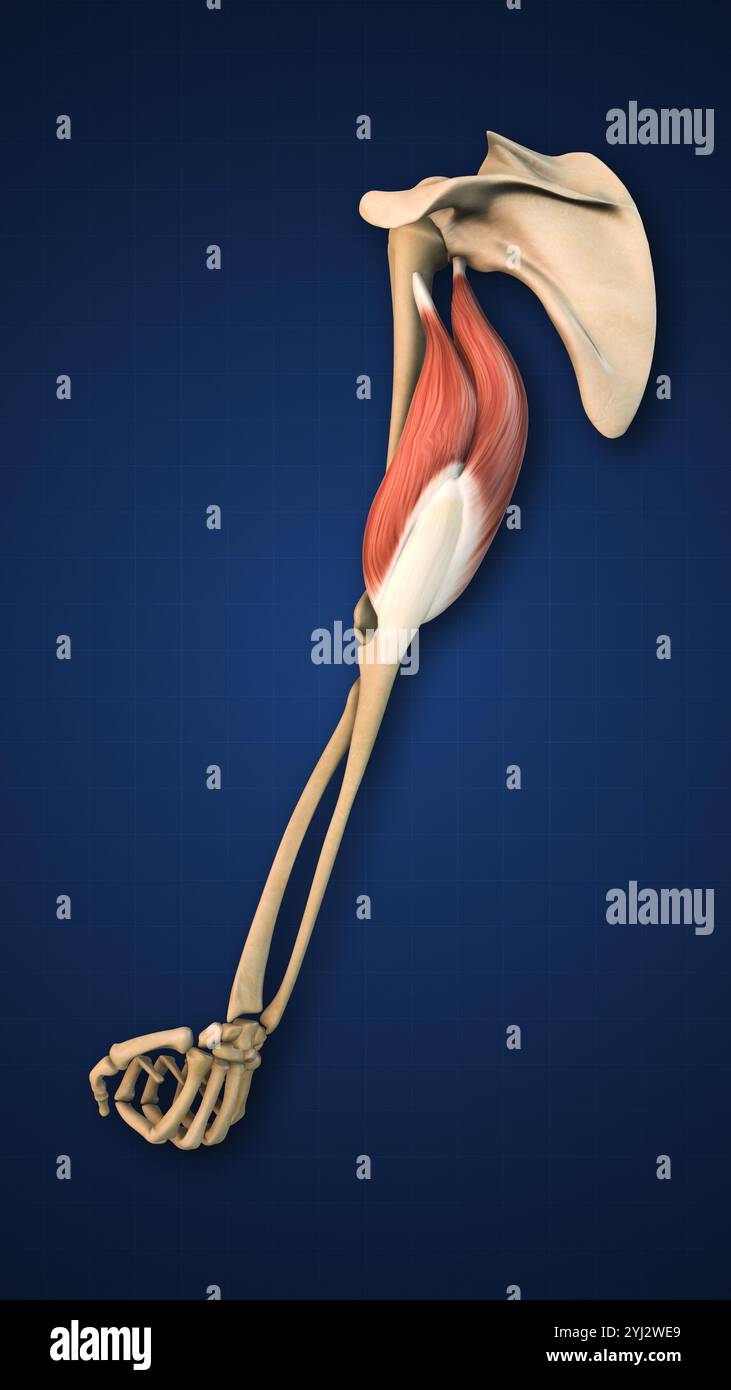 Tricep anatomie tendon Banque de photographies et d’images à haute ...