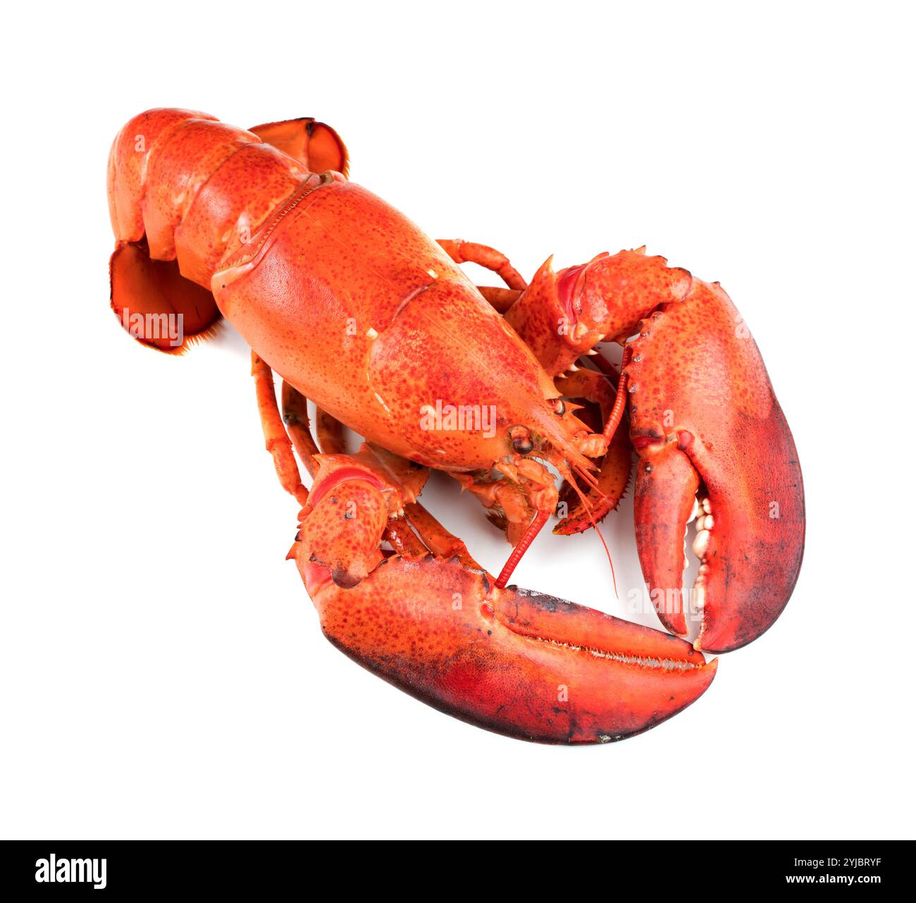 Homard entier cuit fond blanc Banque de photographies et d’images à ...