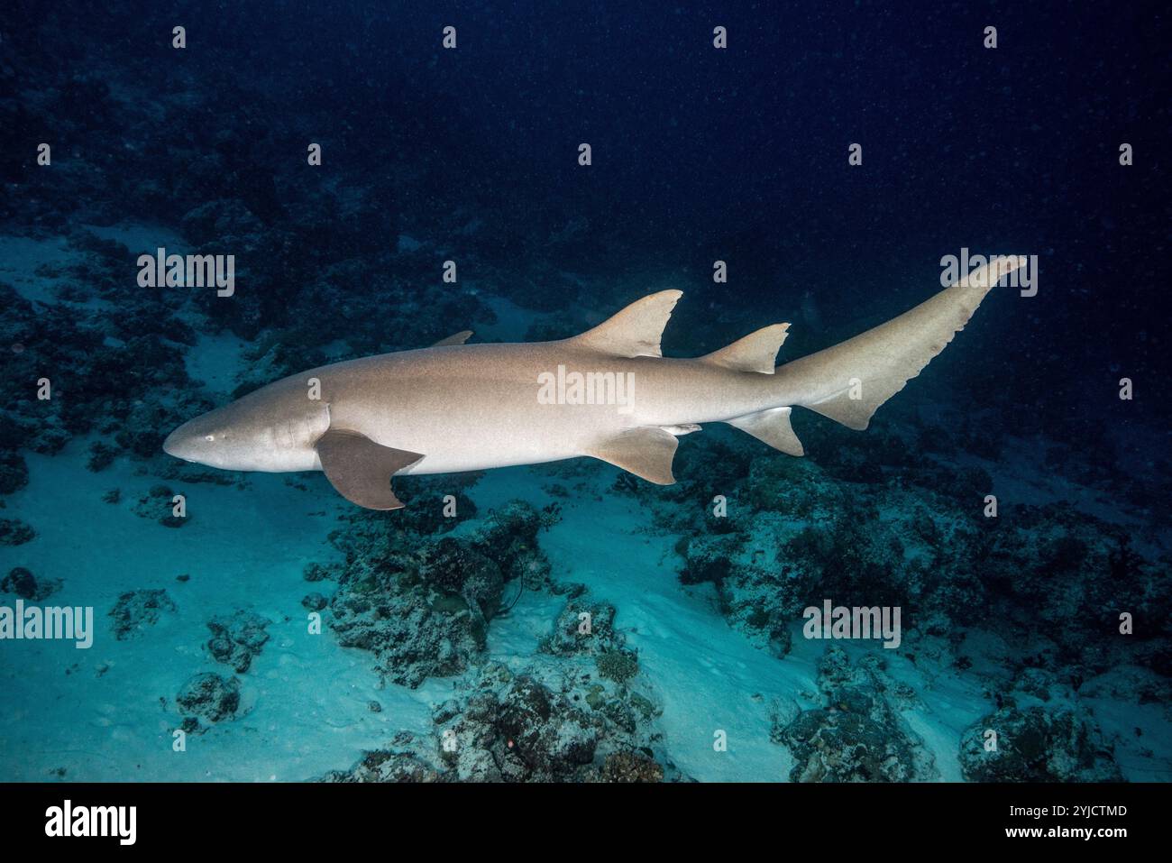 Tawny nurse shark Banque de photographies et d’images à haute ...