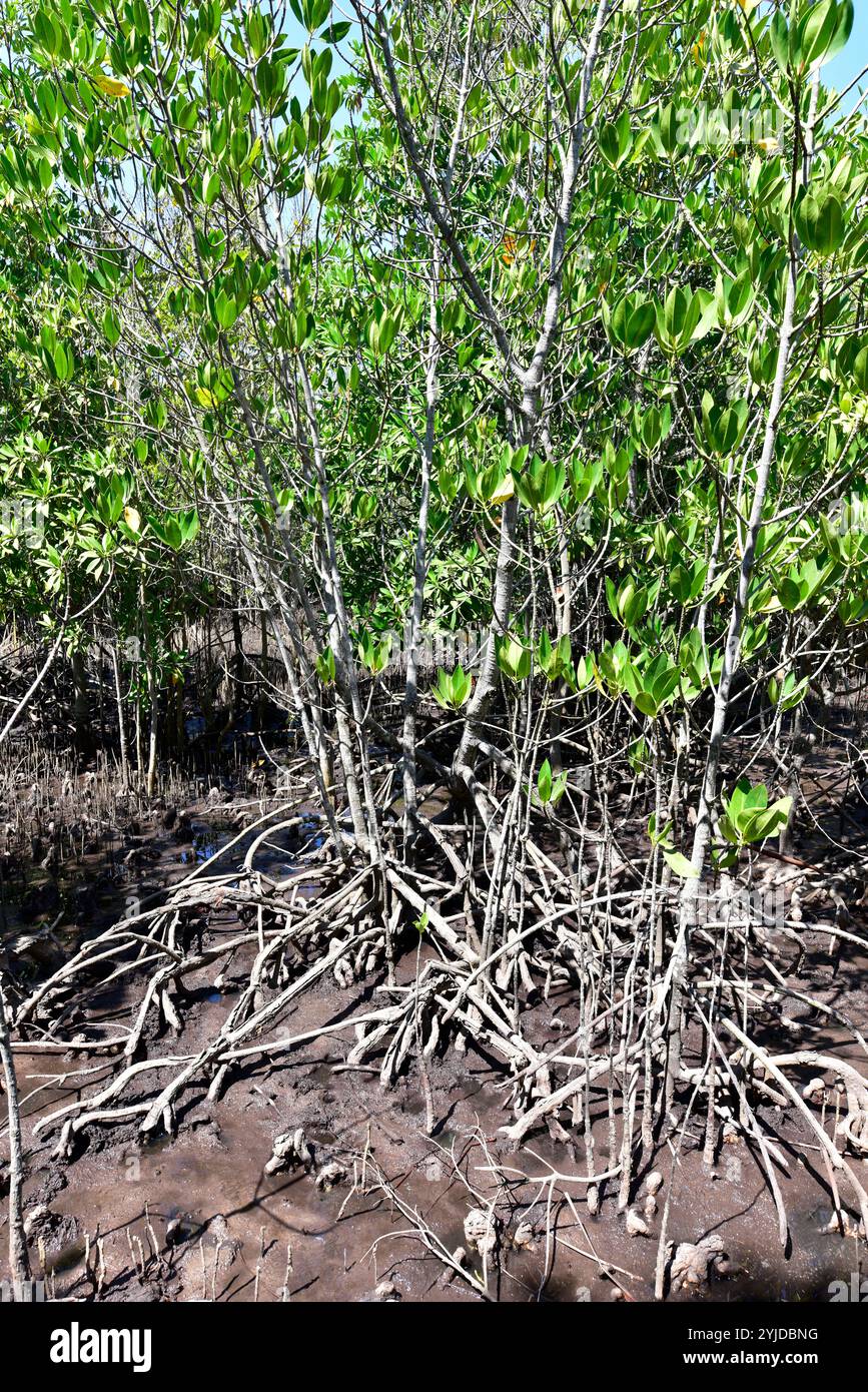 La mangrove rouge (Rhizophora mucronata) est un arbre originaire des ...