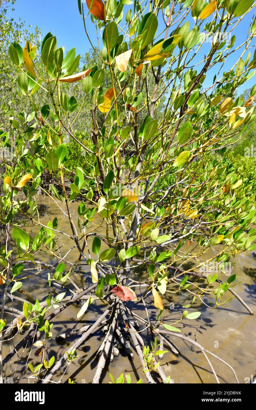 La mangrove rouge (Rhizophora mucronata) est un arbre originaire des ...