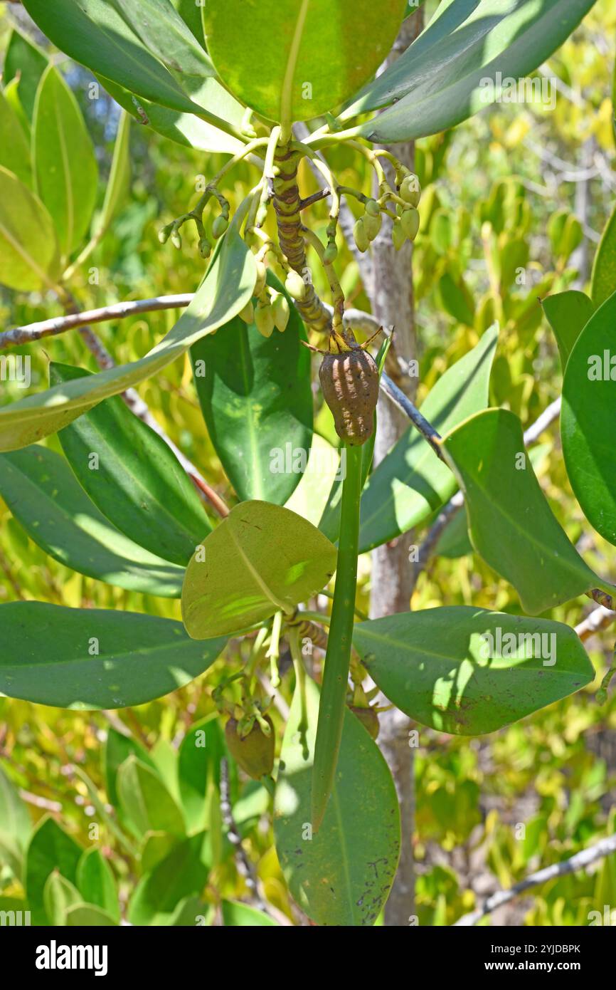 La mangrove rouge (Rhizophora mucronata) est un arbre originaire des ...