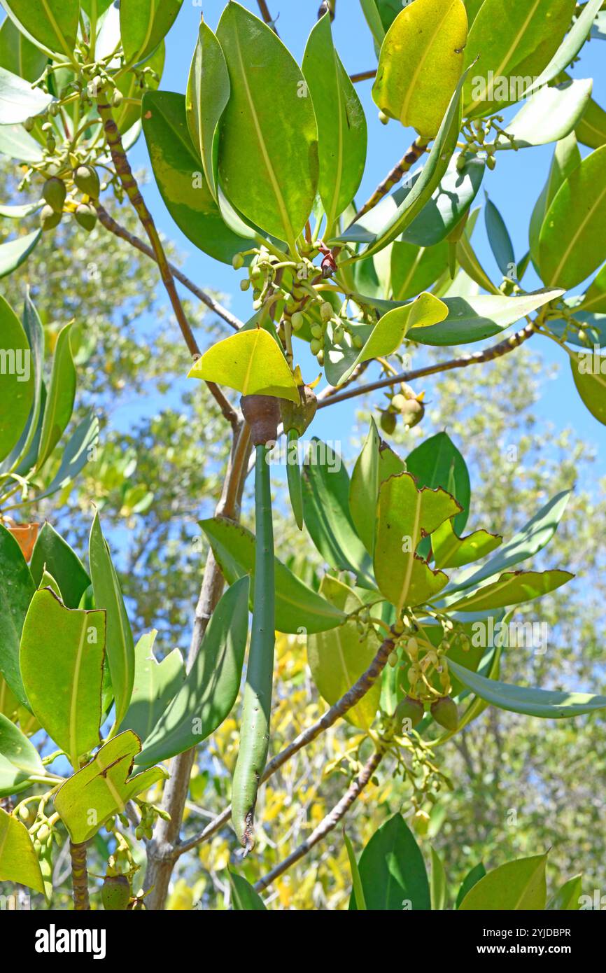 La mangrove rouge (Rhizophora mucronata) est un arbre originaire des ...