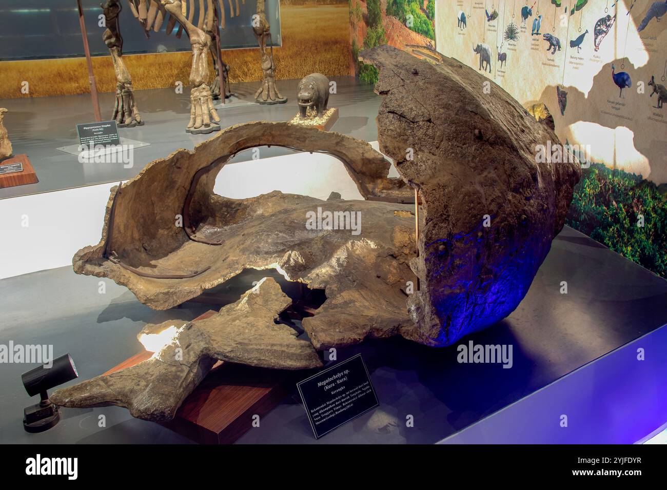 Bandung Indonesia 2 Nov 2024 : le fossile de Megalochelys dans Museum Geologi. C'est une espèce ...